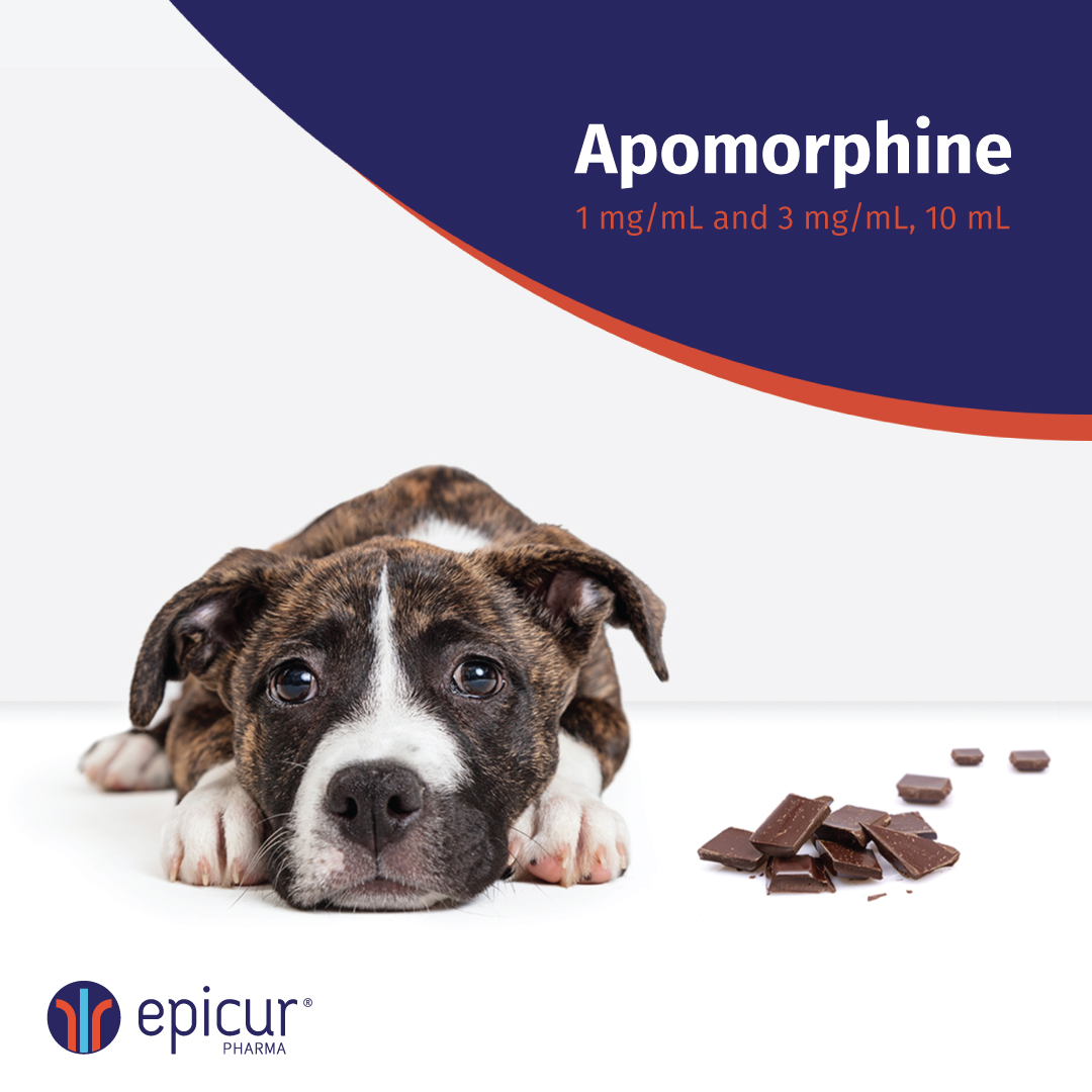 6 Tips for Keeping Your Pets Safe During the Holidays - Epicur Pharma®